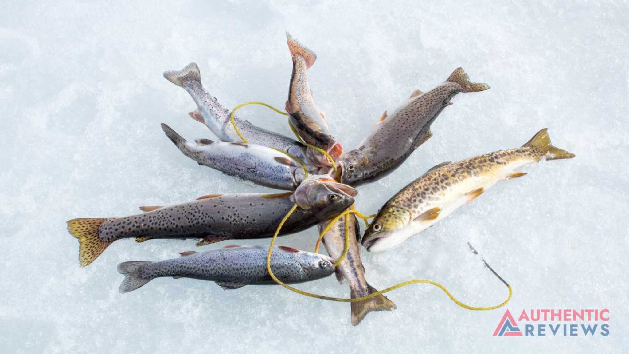 Top 5 Best Fish Stringer in 2023 | AuthReviews.com